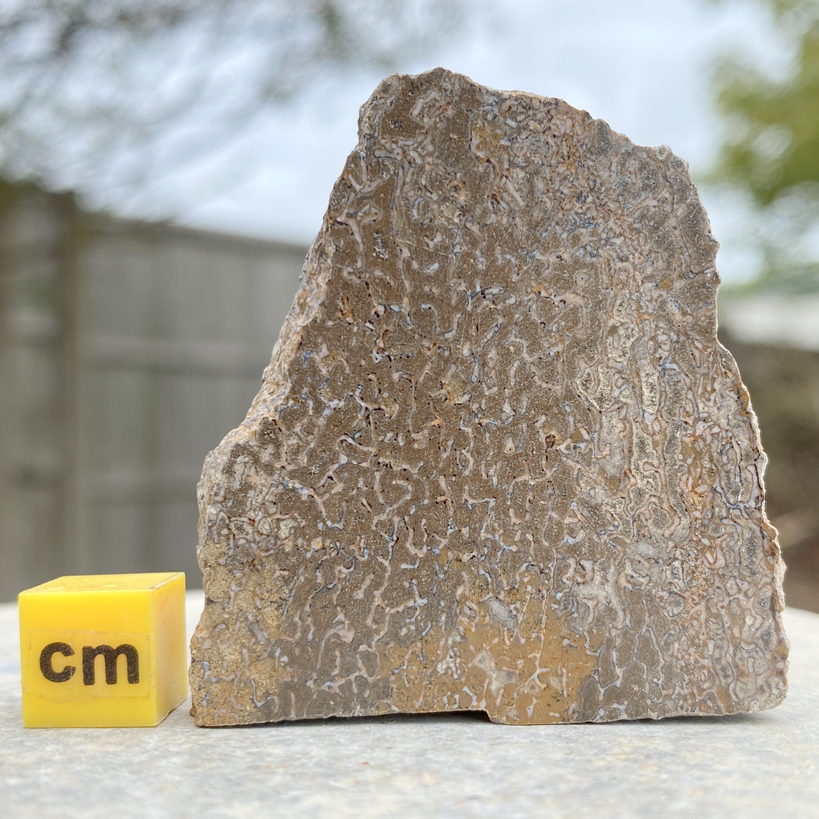 Atlasaurus Sauropod Slice, Jurassic, Morocco – UKGE Wholesale