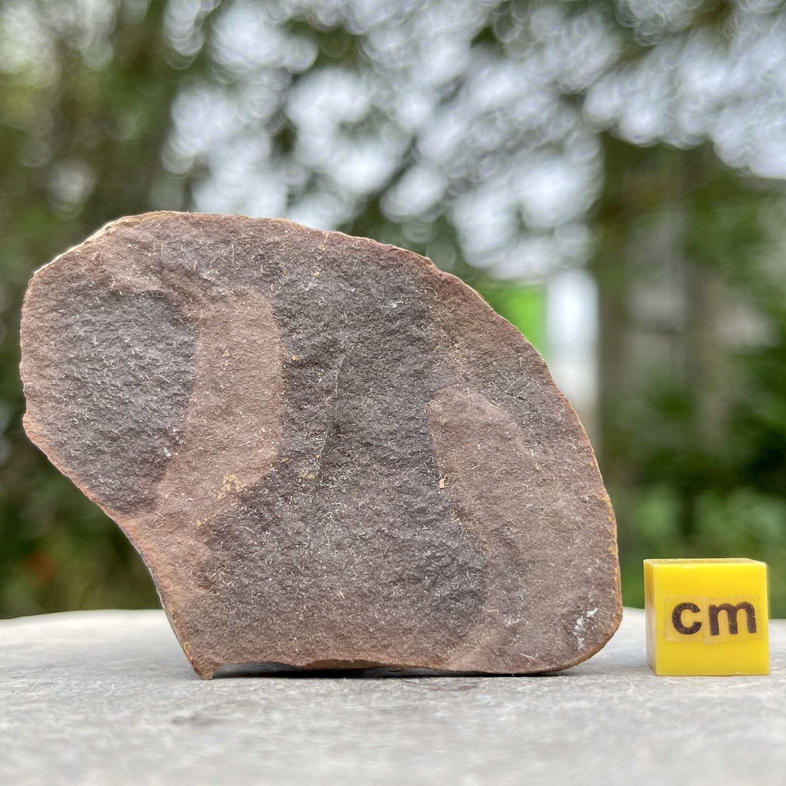 Fossil Acorn Worm (Mazoglussus ramsdelli) from Mazon Creek ...