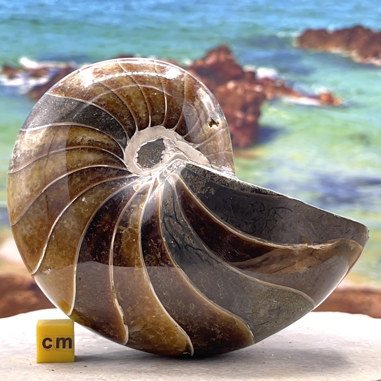 Nautilus, Cretaceous, Madagascar – UKGE Wholesale