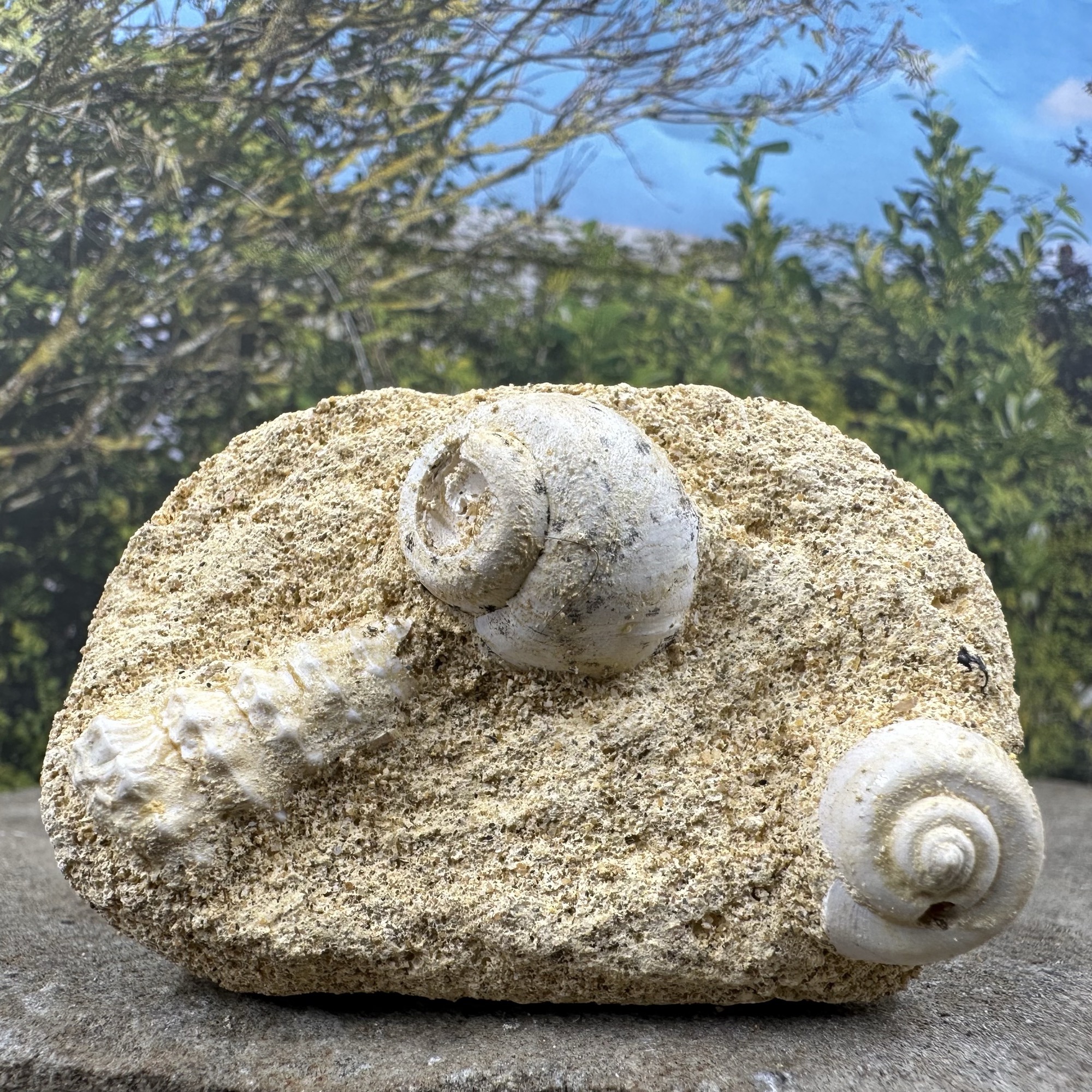 Fossil Shell Block, Miocene age from France – UKGE Wholesale