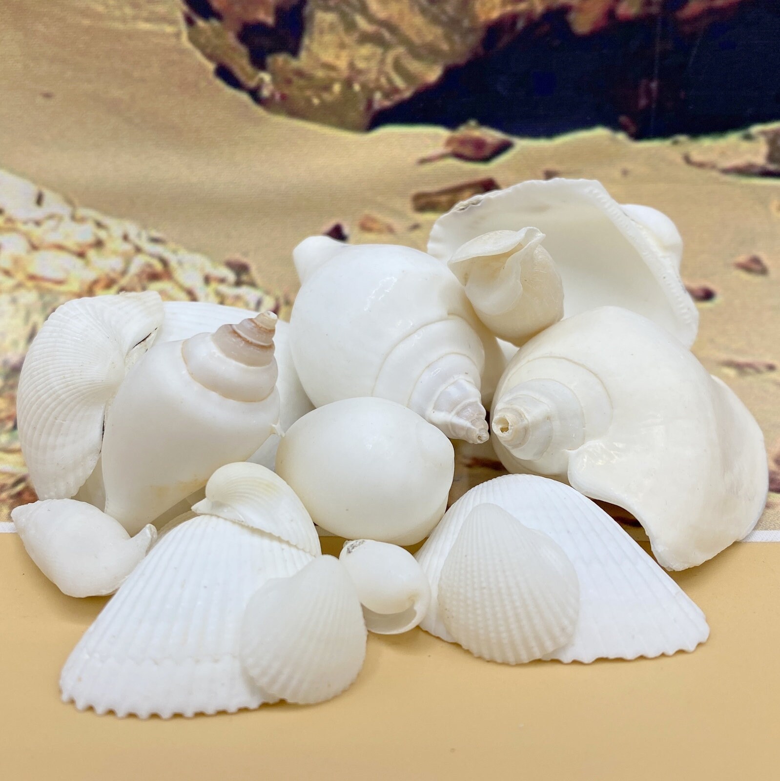 Elegant 1kg white wedding shells: perfect for beach weddings and decor ...