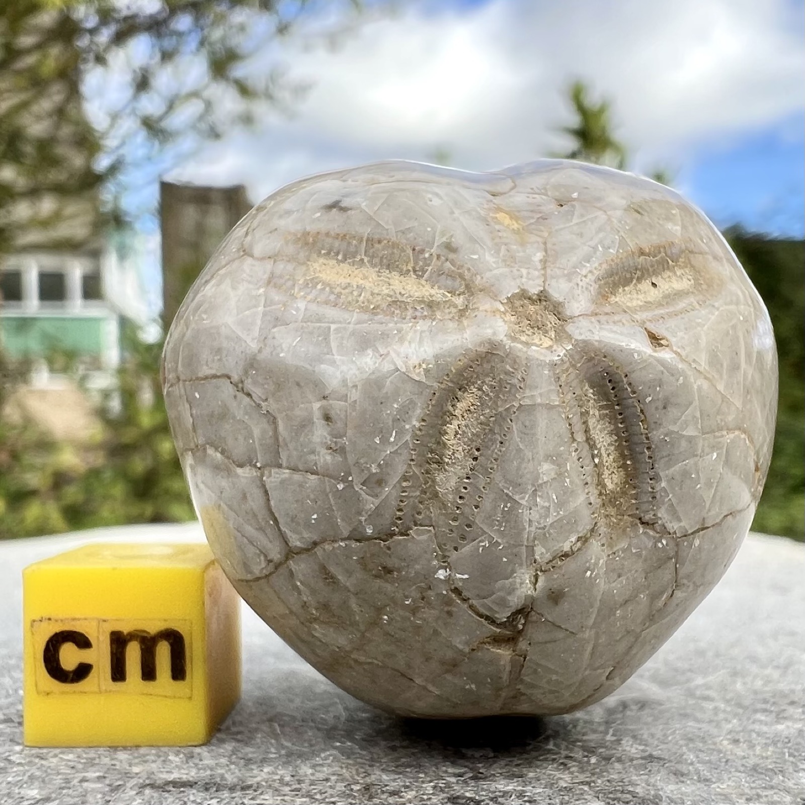 Micraster Echinoid Fossil from Madagascar – Unique Paleontological ...