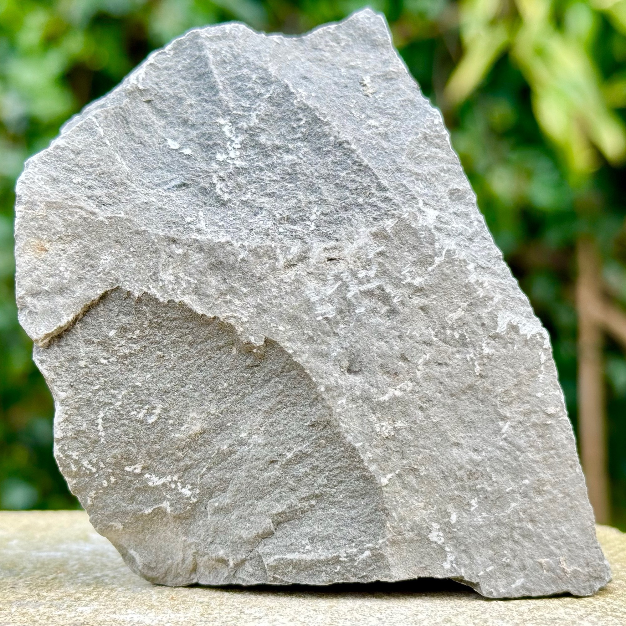 Charmouth Flatstone Nodule, Limestone (rock sample) – UKGE Wholesale
