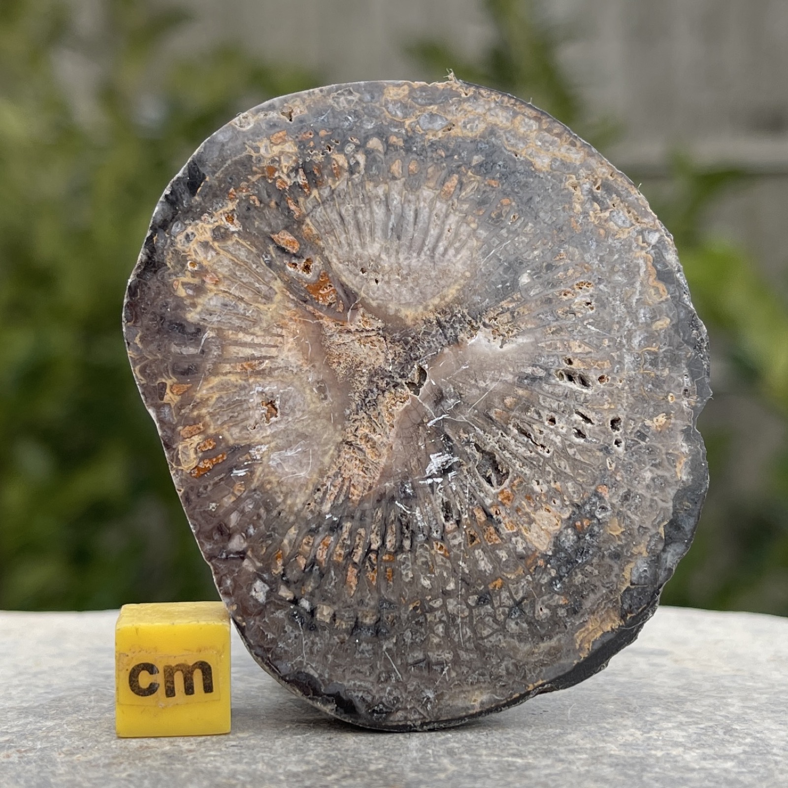 Fossil Sliced Caninia Coral, Carboniferous, UK – UKGE Wholesale