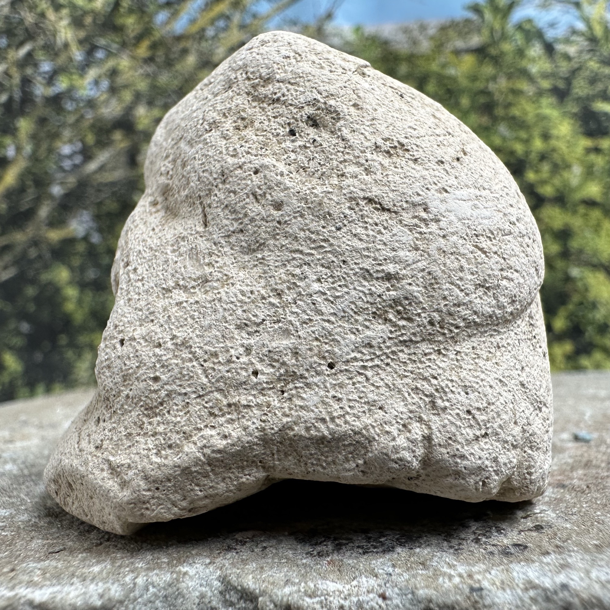 Mammal Coprolite Fossil from Oligocene Era, South Dakota, USA ...