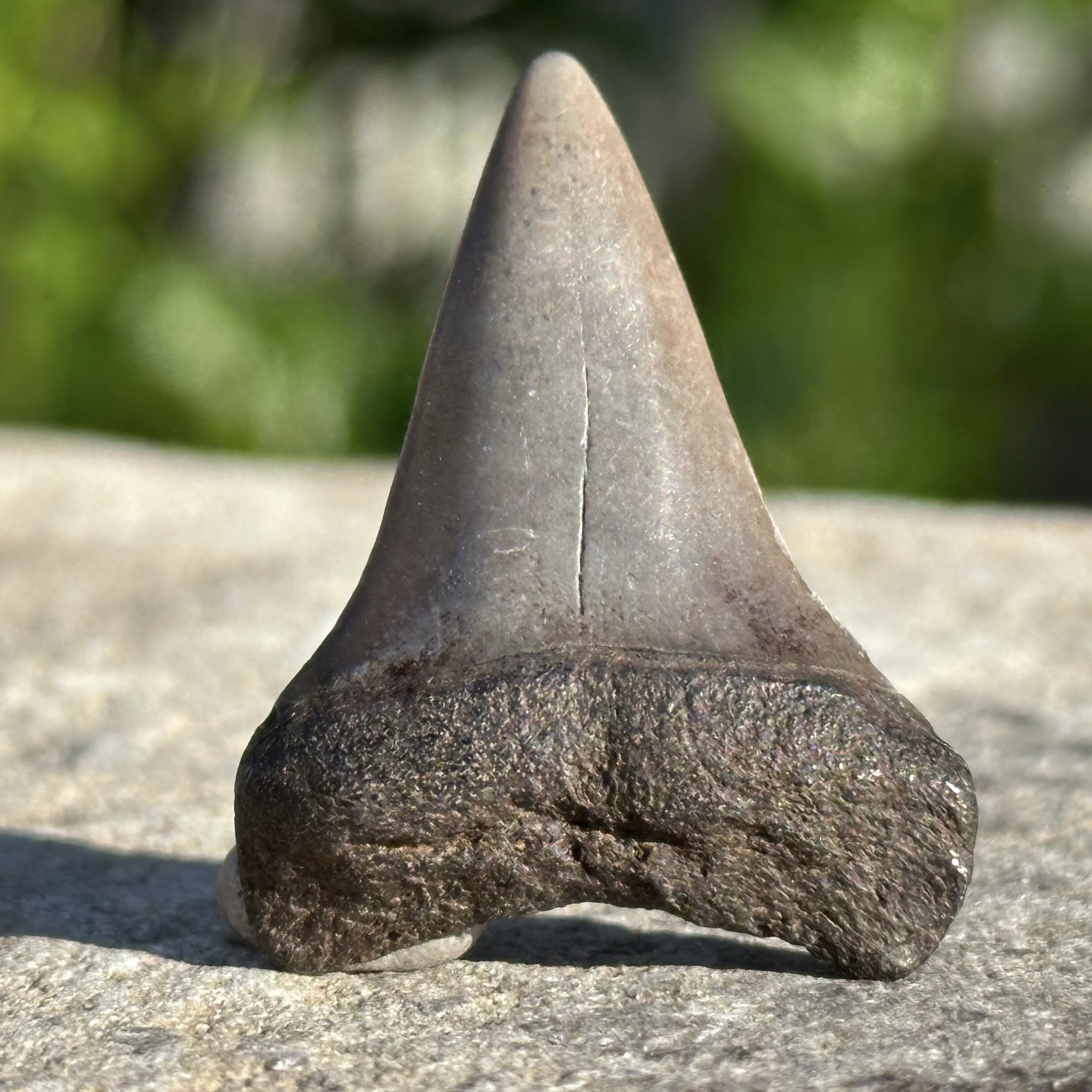 Isurus hastalis Mako Shark Tooth Fossil – Miocene Era | South Carolina ...