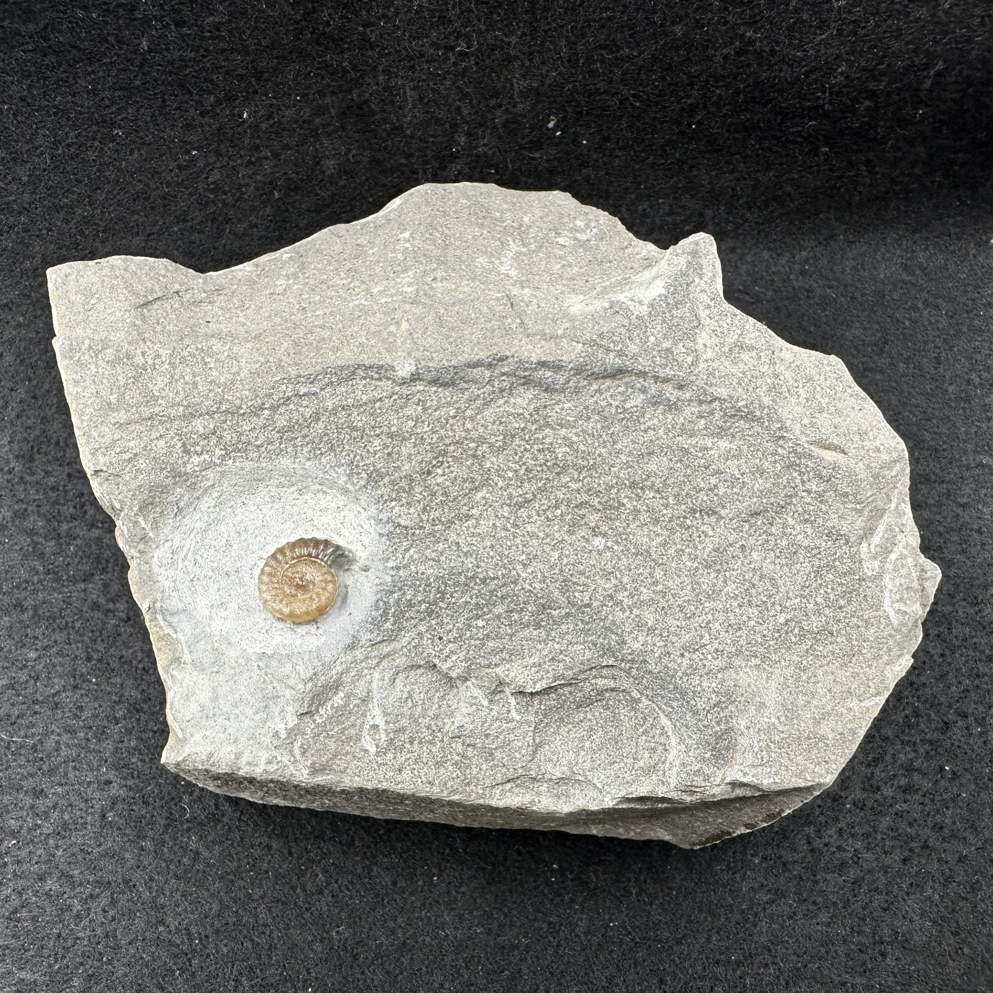 Promicroceras Calcite Ammonite Fossil – Lower Lias Jurassic Coast Black ...